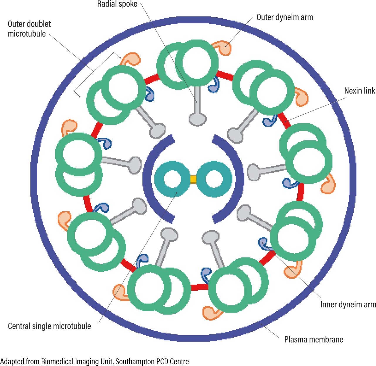 Diagnosis and management of children with primary ciliary dyskinesia